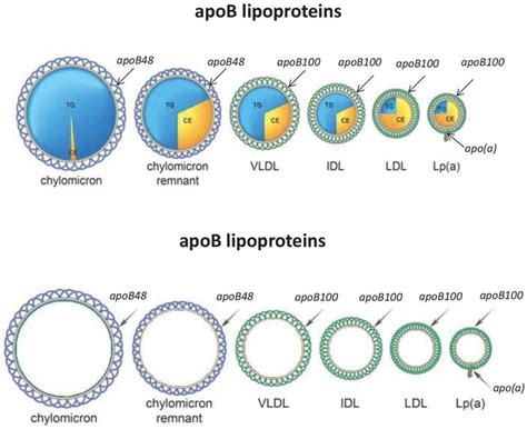 Co To Jest Apo B Saga O Miażdżycy Tom I Magdalena Kaczan