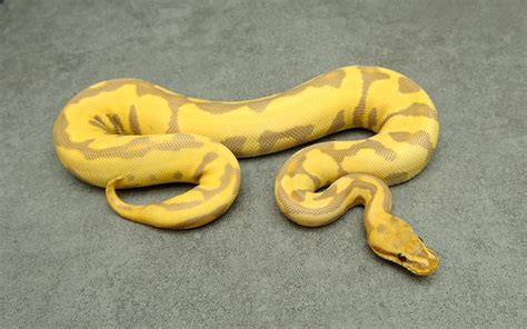 0 1 Fire Leopard Ultramel Het Clown Ball Python By Home Of Ultramel