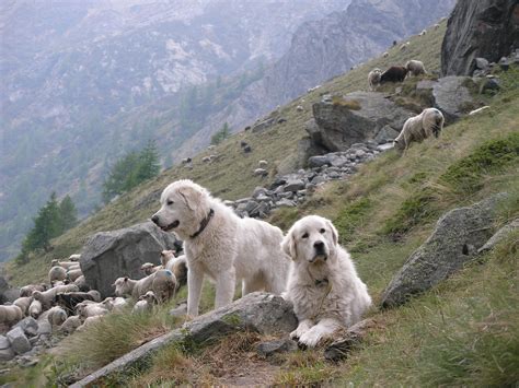 Prise De Position Sur La Révision De Lordonnance Sur La Chasse Sav
