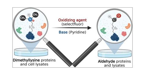 Erick Carreira On Linkedin Tertiary Amine Coupling By Oxidation For Selective Labeling Of Dimethyl