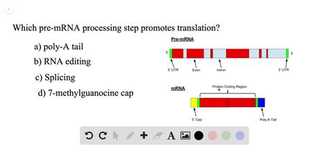 Which Pre Mrna Processing Step Is Important For I