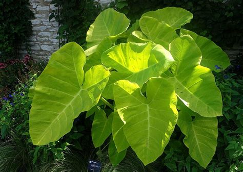 Photo Of The Entire Plant Of Arrow Leaf Elephants Ear Xanthosoma