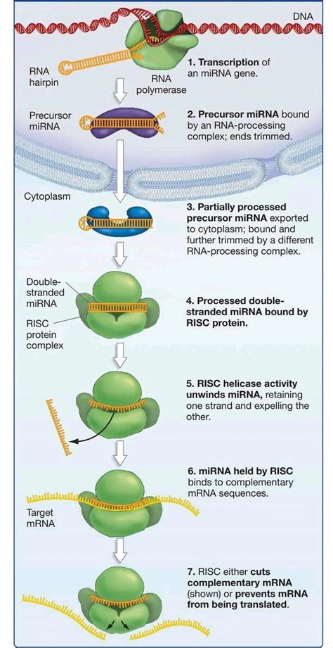 Subhransu Mondal On Linkedin Rna Interference Rnai ‼️ Rna Interference Rnai Occurs When A Tiny…