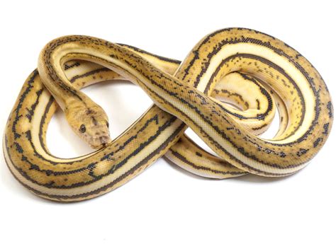 Super Tiger Python