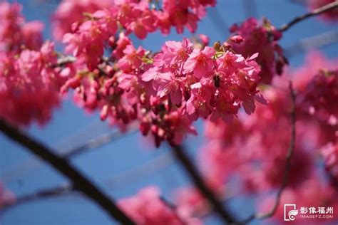 百花争艳福州春日赏花地图来啦