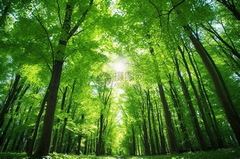 郁郁葱葱的森林高清图片下载 正版图片600193581 摄图网