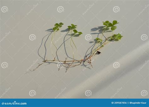 Oxalis Strictacommon Yellow Woodsorrelcommon Yellow Oxalisupright