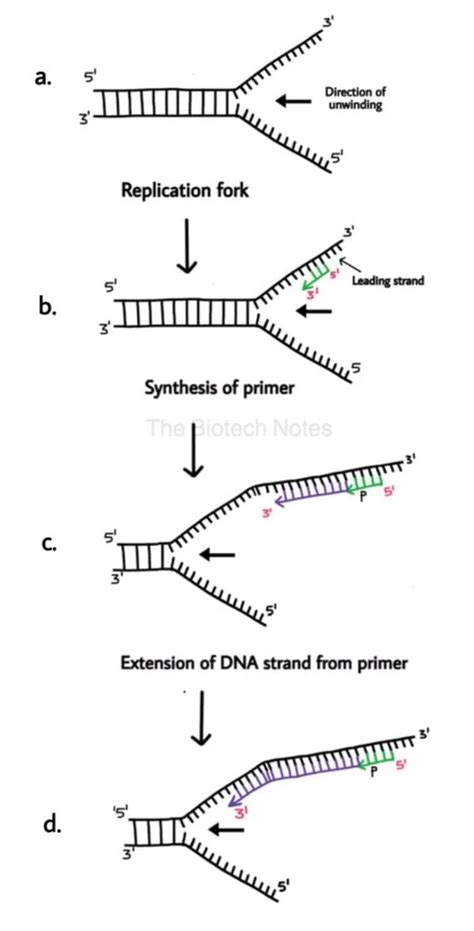 Replication Fork Diagram
