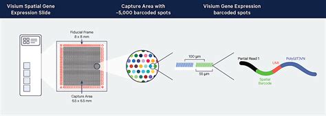 Spatially Resolved Transcriptomics An Introductory Overview Of Spatial