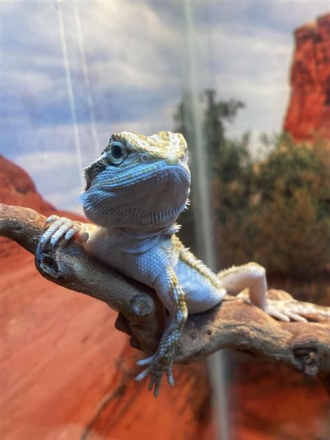 Bros Just Chillin Rbeardeddragons Bros Just Chillin Rbeardeddragons