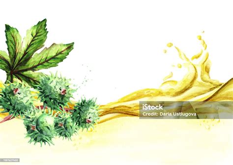 녹색 피마자 과일과 잎 피마자유 파동 흰색 배경에 격리 된 수채화 손으로 그린 그림 건강관리와 의술에 대한 스톡 벡터 아트 및 기타 이미지 건강관리와 의술 과일 꽃