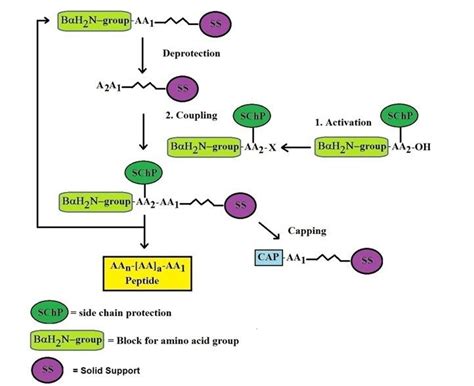 Custom Peptide Synthesis Alchetron The Free Social Encyclopedia