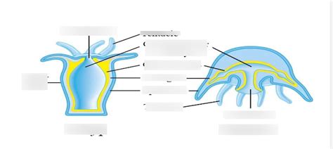 Polyp And Medusa Body Anatomy Diagram Quizlet