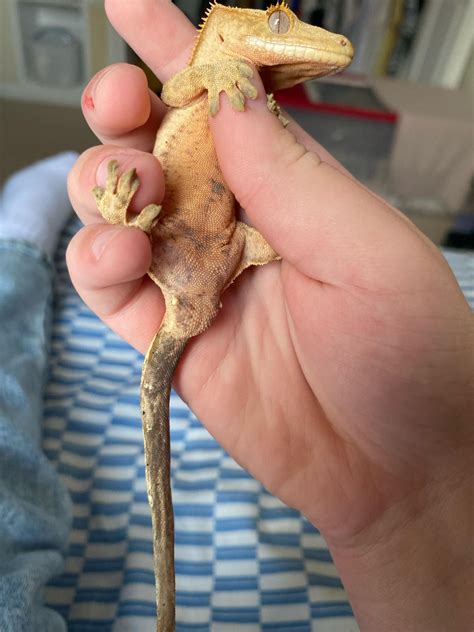Sex R Crestedgecko