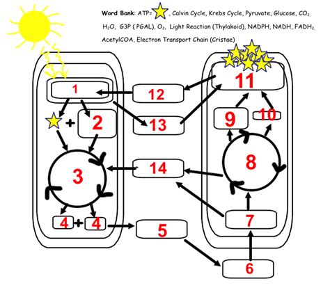 Word Bank Atp Calvin Cycle Krebs Cycle Pyruvate Glucose Course Hero