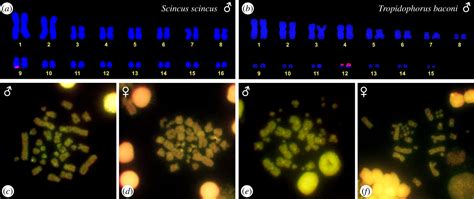 Xx Xy Genetics Pdf