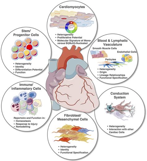 Frontiers Single Cell Gene Expression To Understand The Dynamic