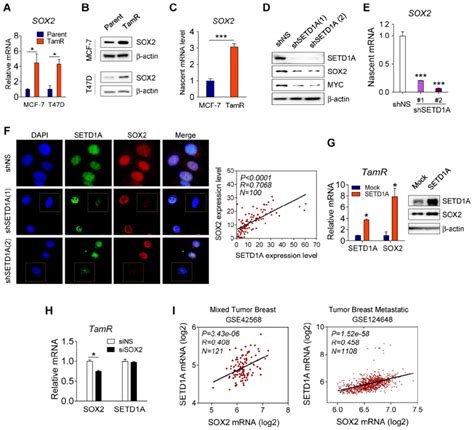 Correlation Between Setd1a And Sox2 Expression Levels In Download