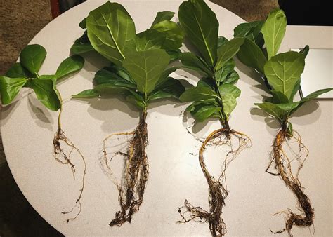 3 Methods For Propagating Fiddle Leaf Fig How To Expand Your