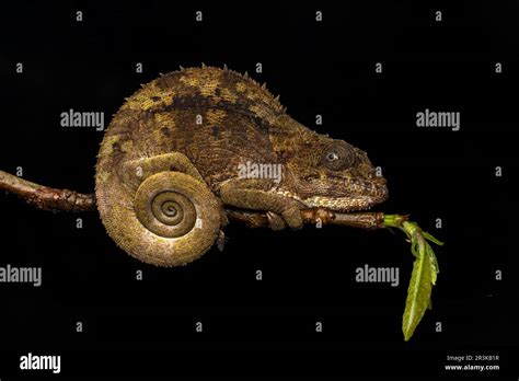 Short Horned Chameleon Calumma Brevicorne In Situ Analamazaotra