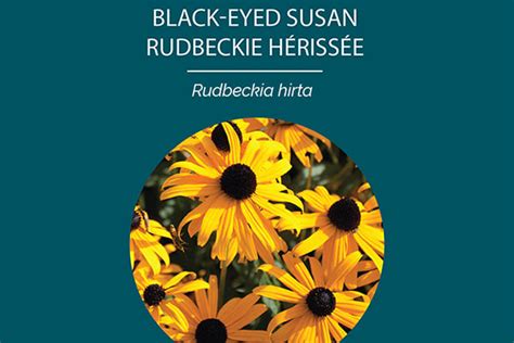 Free Seed Packet Freestuff Canada