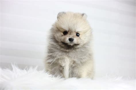 싸개싸개 무료강아지분양사이트