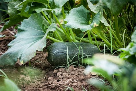 Marrow Growing Marrows And Uses Plantura