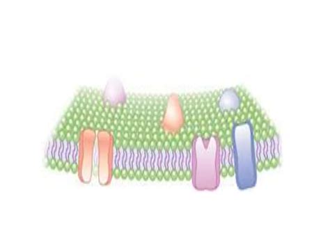 Cell Membrane Pptx