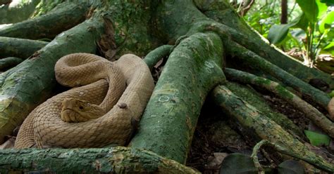 Cómo Es La Isla De Brasil Cerrada Para El Turismo Por La Invasión De
