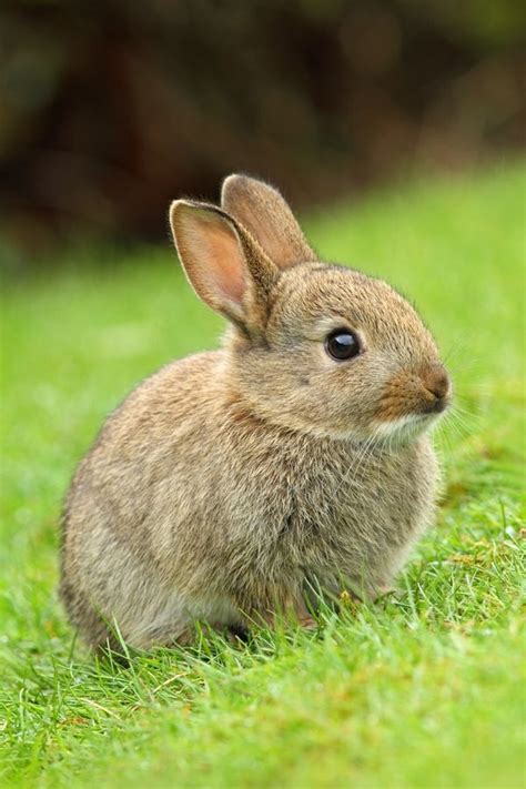 Bunny Bunny Bunny Flashcards Memorang