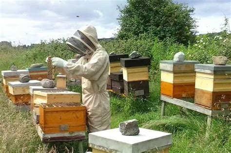 Irish Scientists Seeking Native Irish Honeybee Which Could Help Save