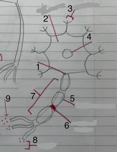 Labeling A Motor Neuron Eye Flashcards Quizlet