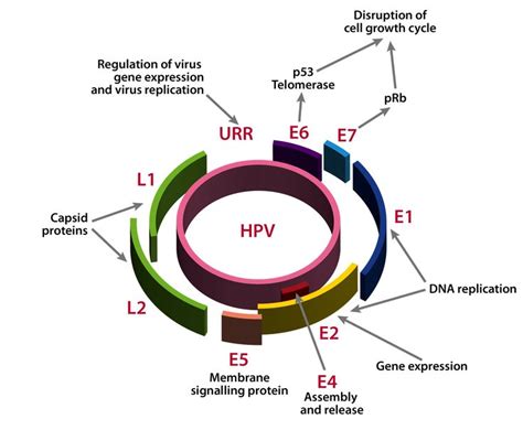 19 Best Images About Hpv And Preventing Hpv On Pinterest Oral Cancer