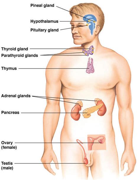 Chakra And Endocrine System