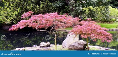 Tree With Pink Leaves In Spring Stock Image Image Of Branches Floral 122218193