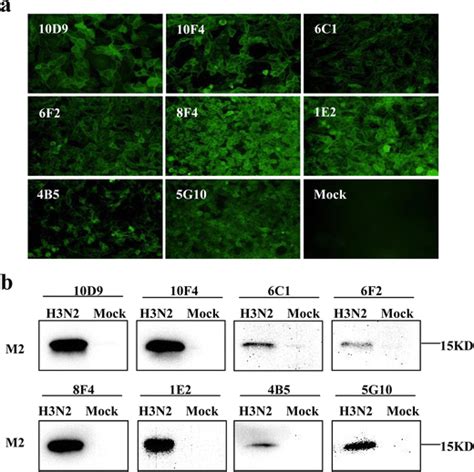 The Reactivity Of Mabs Against M2 Protein A Immunofluorescence Assay Download Scientific
