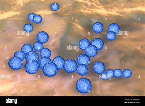 Streptococcus Faecalis