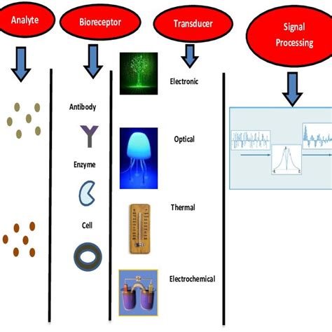Illustration Of The Main Units Of The Electrochemical Biosensor 20