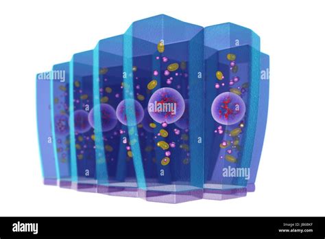 Simple Columnar Epithelium Illustration Stock Photo Alamy