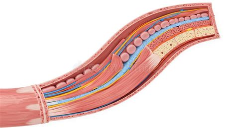 Detailed Illustration Depicting Internal Anatomy Of A Human Structure Cross Section Stock