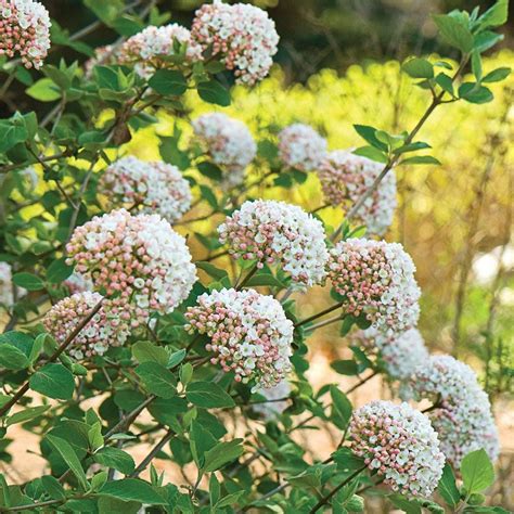 Viburnum Carlesii White Flower Farm