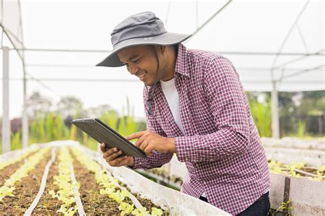 농업은 높은 야채 플롯에서 토양 품질과 녹색 오크 야채를 모니터링하기 위해 생산 제어 정제를 사용합니다 농업을 연구하고 발전하기 위한 기술을 사용하는 스마트 농부 검사