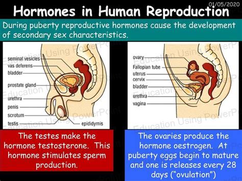 Biology Homeostasis And Response Education Using Powerpoint