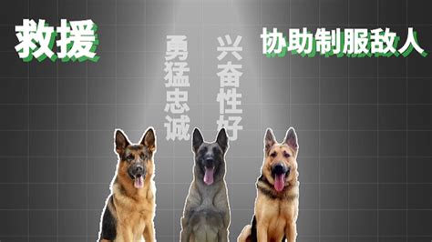 警犬的品种和筛选条件 知乎
