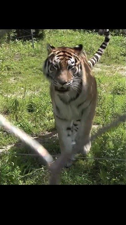 호랑이도 후진을 하나요 네 우리애는 합니다🤣 Youtube