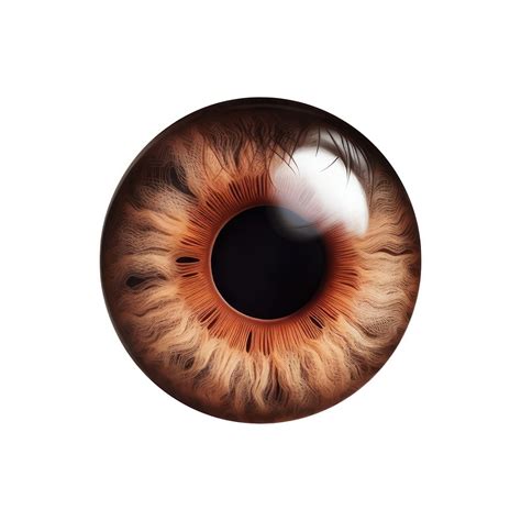 Detailed Brown Human Eye Iris Premium Photo Rawpixel