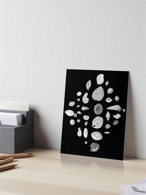 Foraminifera Microscope Slide