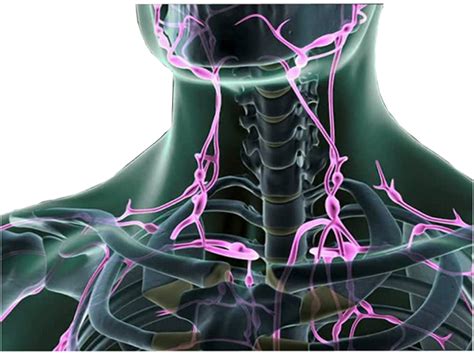 Почистване на лимфната система Healthylifestyle