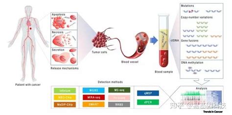 文献解读｜trends In Cancer：dna甲基化在癌症早期检测中的诊断能力 知乎