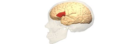 Insights Brain Spectrum Neuropsychology